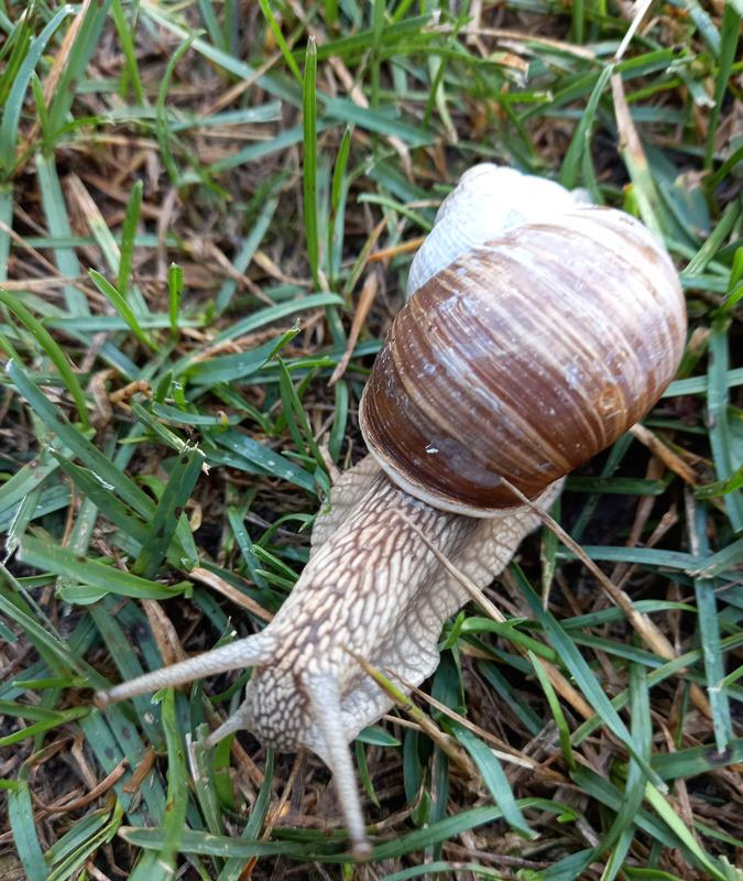 Pełzakol Extra bio 500g - Ogrodniczy sklep internetowy WIK-TOR